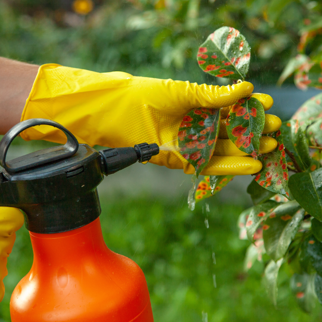 Creating a Chemical-Free Home: Tips for a Healthier Living Environment ...